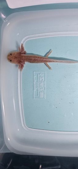 Copper Axolotl by Montana Axolotls and Exotics
