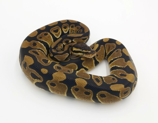 DH Clown VPI Axanthic 50% Het Desert Ghost Ball Python by ShroMorphs