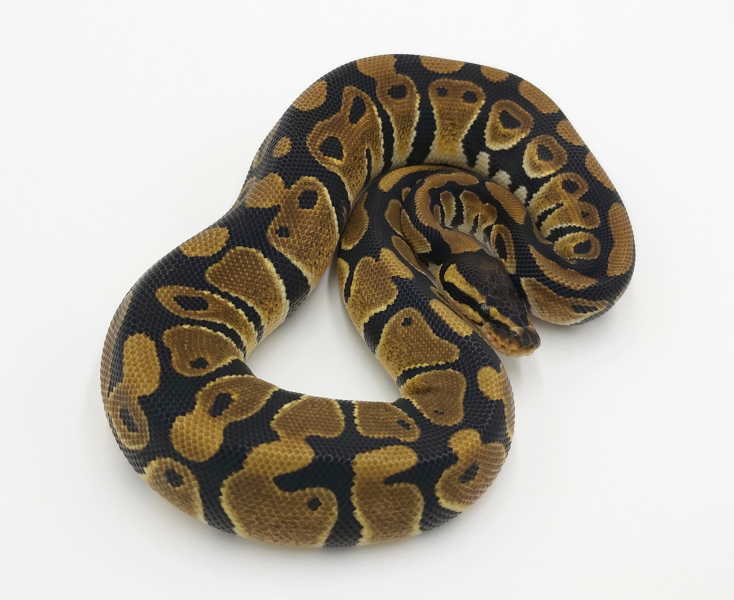 DH Clown VPI Axanthic 50% Het Desert Ghost Ball Python by ShroMorphs ...