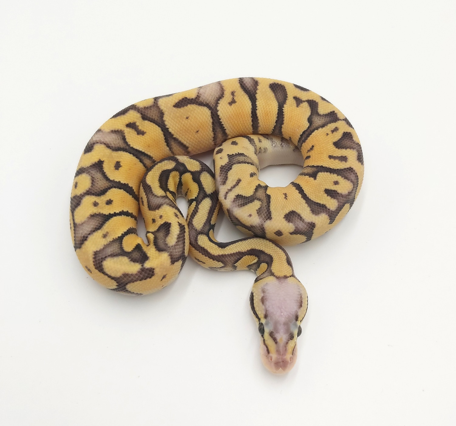 Super Pastel Fire/Vanilla Hypo 50%h Clown Ball Python by ShroMorphs ...