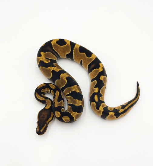 Chocolate Het DG Het Hypo Ball Python by ShroMorphs