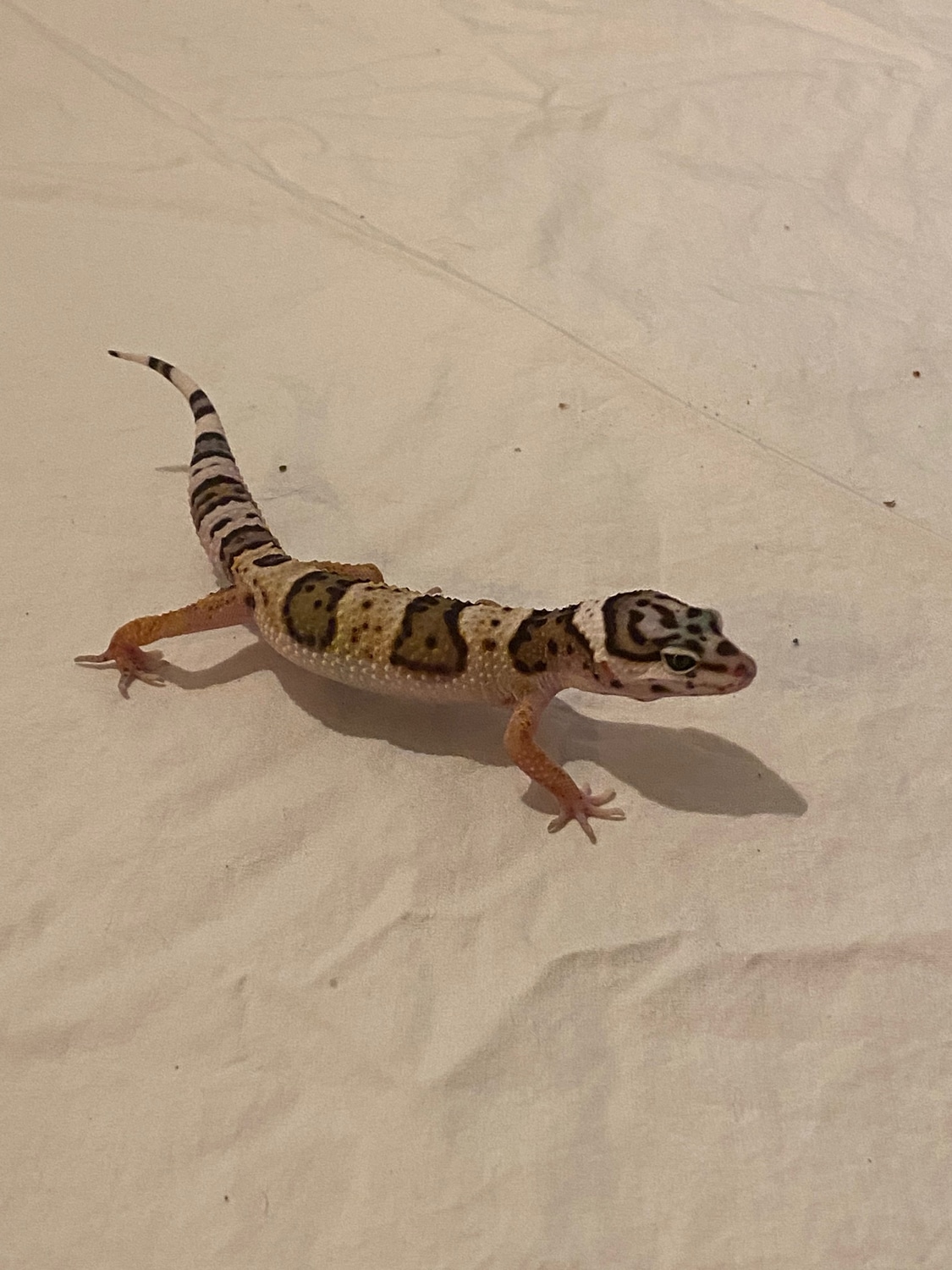 Normal Leopard Gecko by Shwift Reptiles - MorphMarket