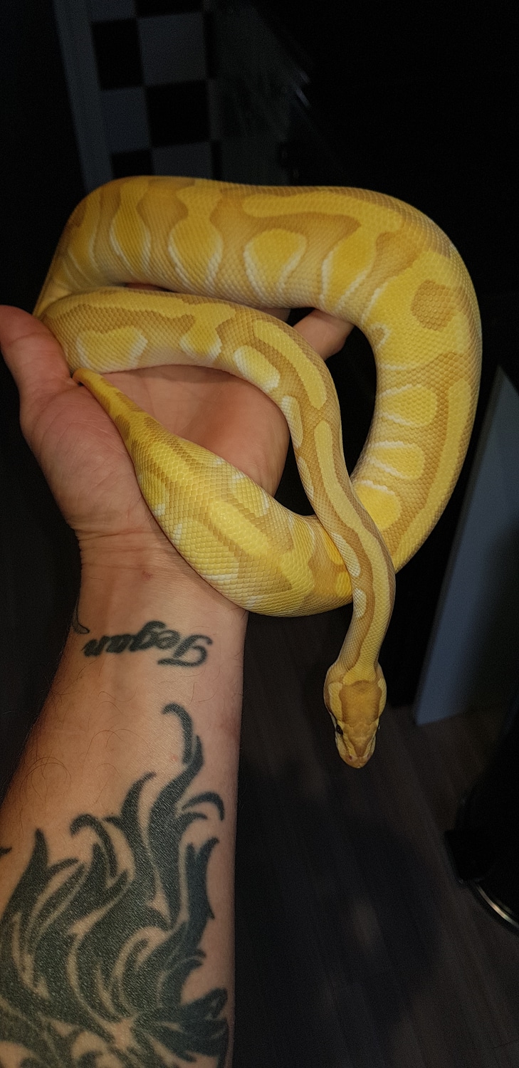 Banana Butter Enchi 100%het Clown Ball Python by Love Your Ballz ...