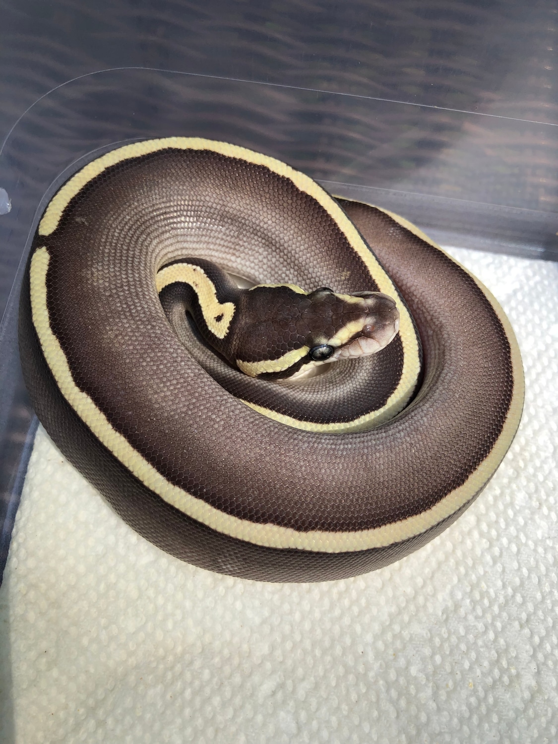 GHI Mojave Yellowbelly Or Specter Ball Python by SickPython - MorphMarket