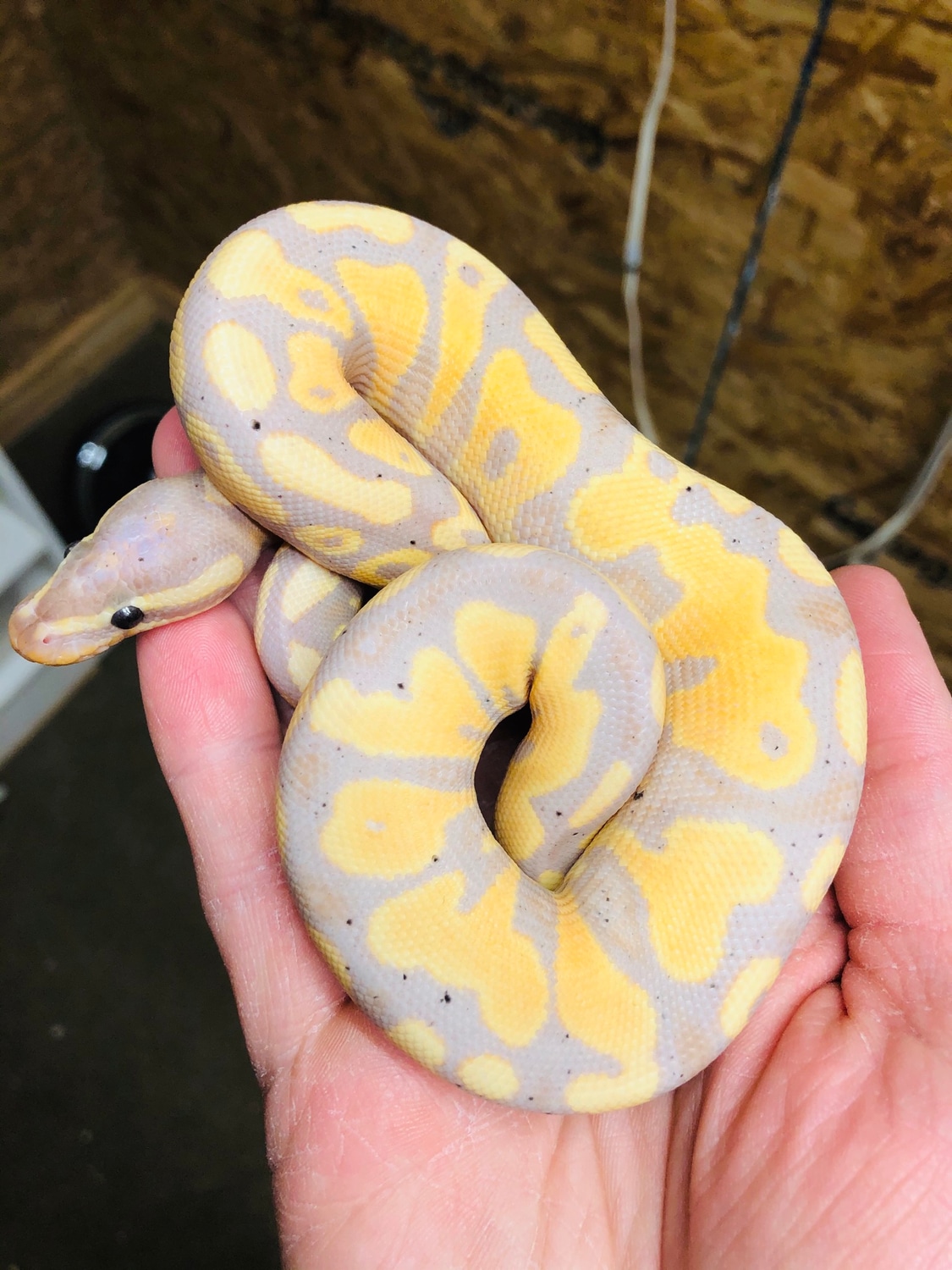 Banana Pos. Yellowbelly $175 SHIPPED! Ball Python by SickPython - MorphMarket