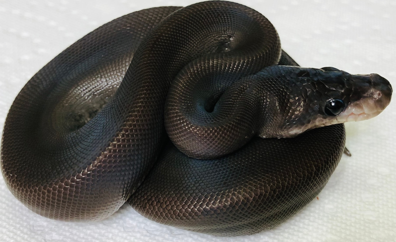 Super Black Pastel Ball Python by SickPython - MorphMarket