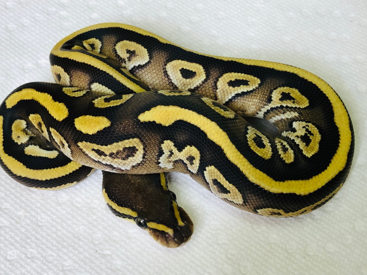 Mojave YB/Specter Ball Python by SickPython - MorphMarket