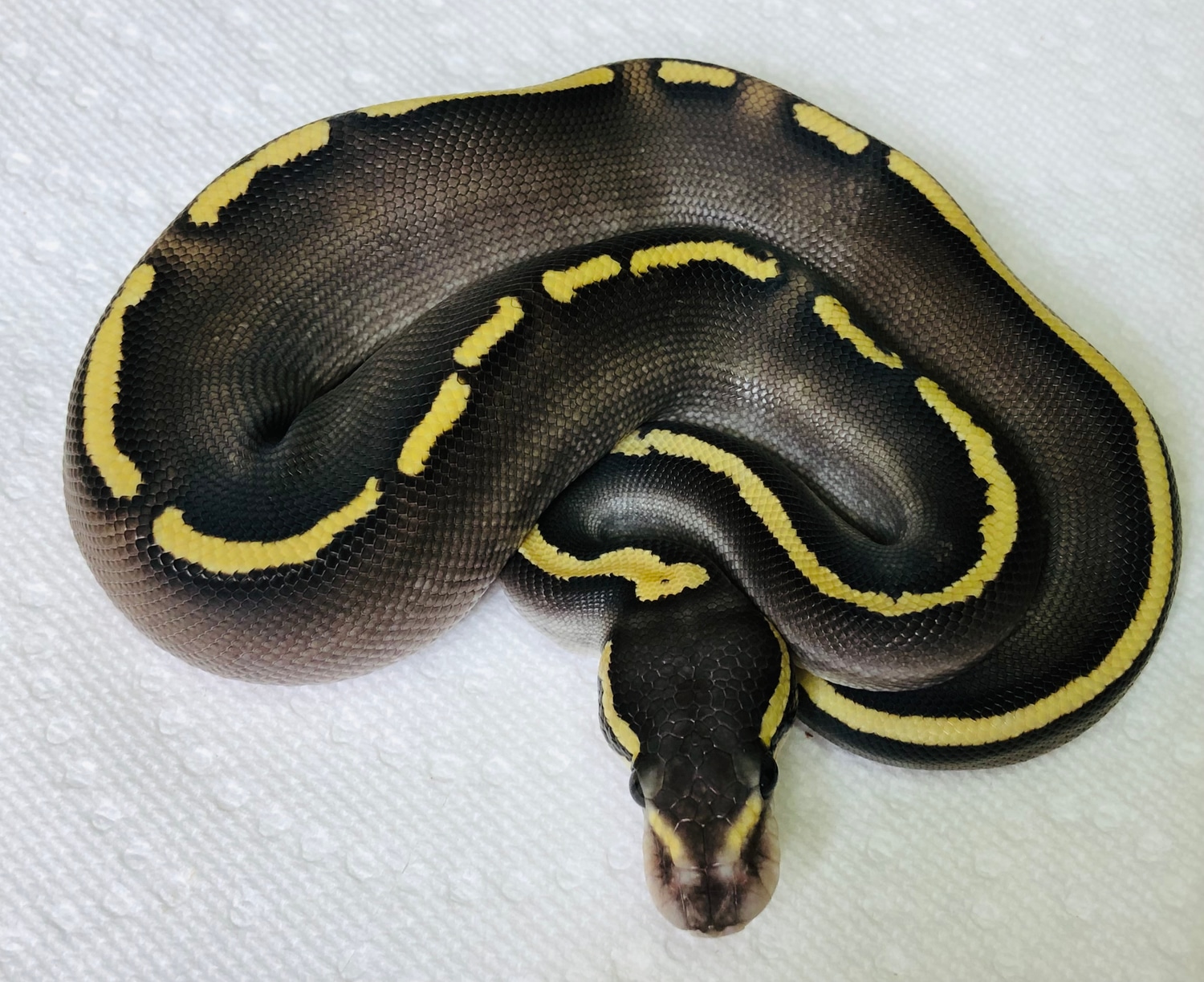 GHI Mojave Yellowbelly #1 Ball Python by SickPython - MorphMarket