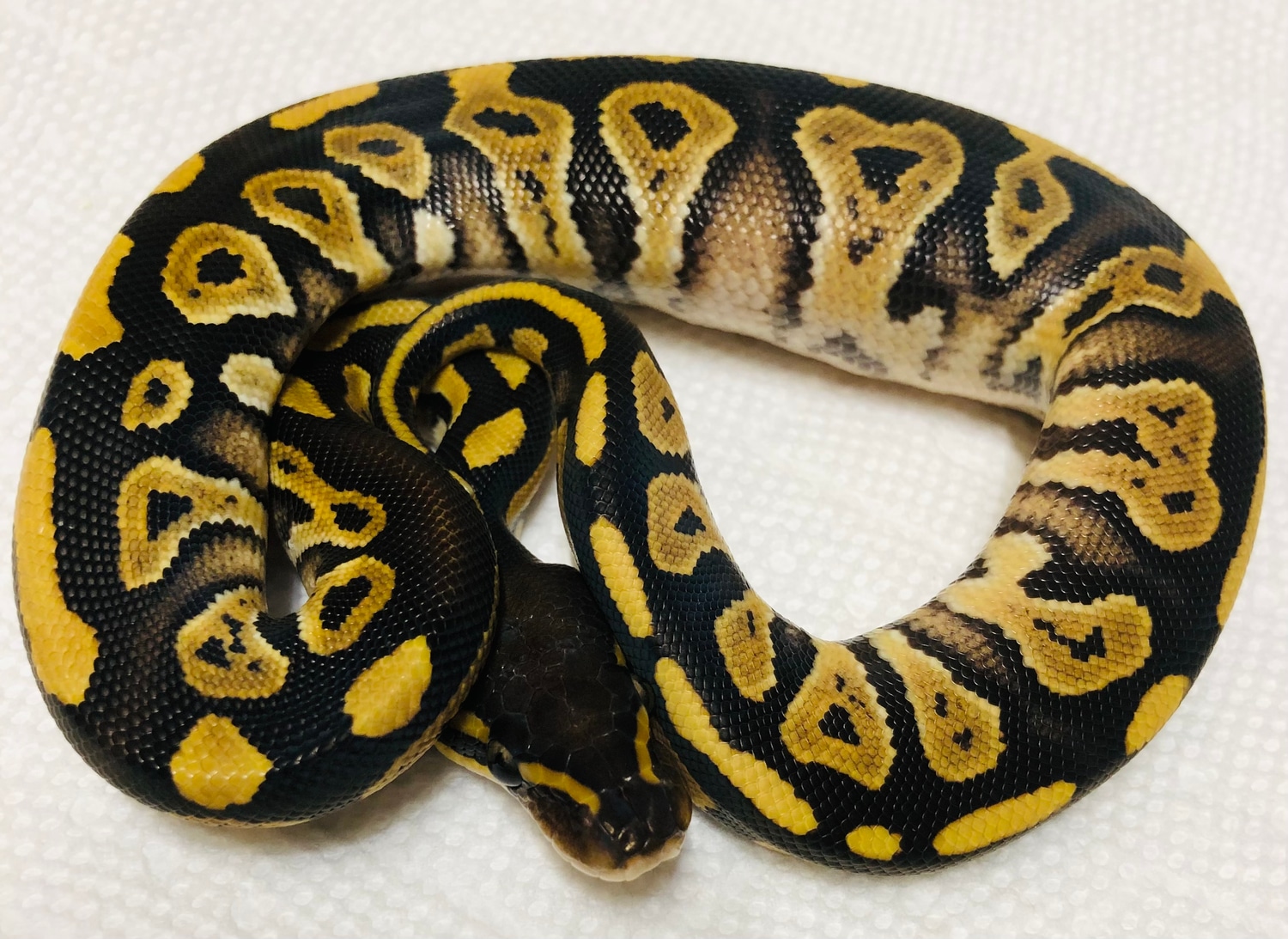 Mystic Ball Python by SickPython - MorphMarket