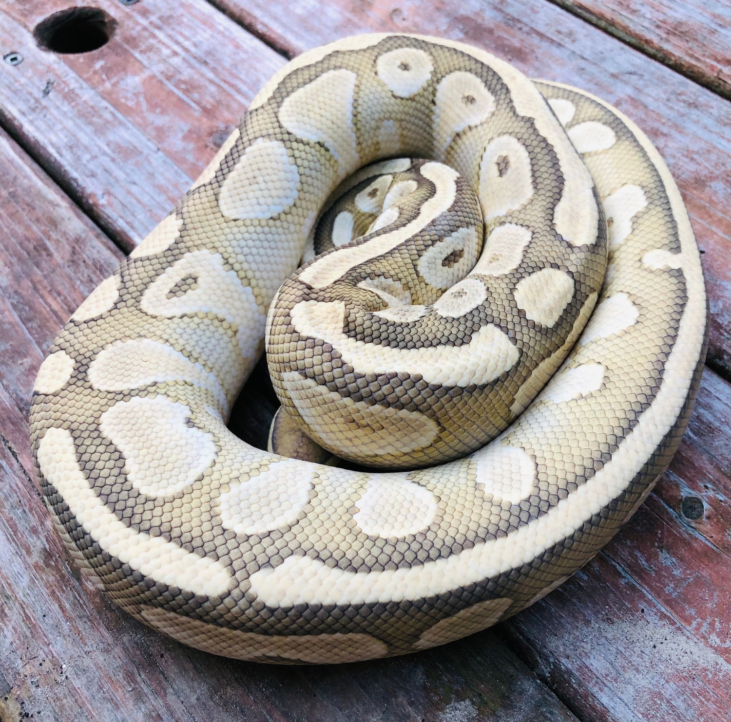 Butter Ghost Yellowbelly Ph Pied Ball Python by SickPython - MorphMarket