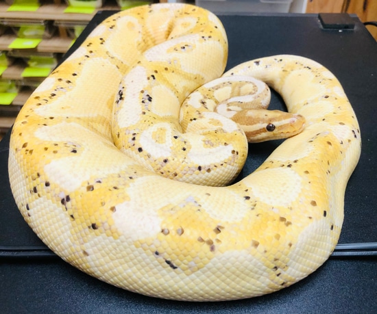 Banana Yellowbelly DH Ghost Pied Ball Python by SickPython