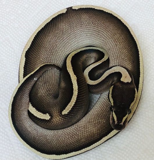 GHI Mojave Yellowbelly Or Specter Ball Python by SickPython