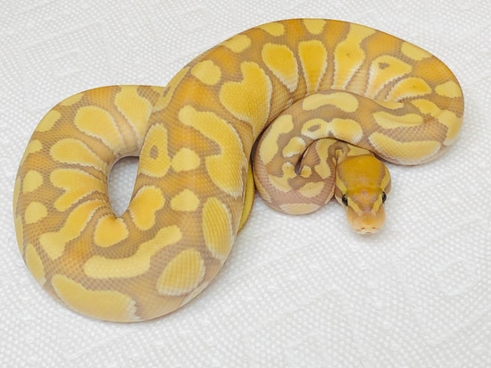 Banana Butter Yellowbelly Ghost M1 Ball Python by SickPython