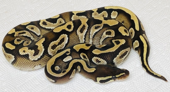 Mojave YB Or Specter Ball Python by SickPython