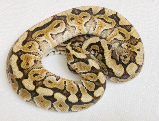 HGW Special Ball Python by SickPython