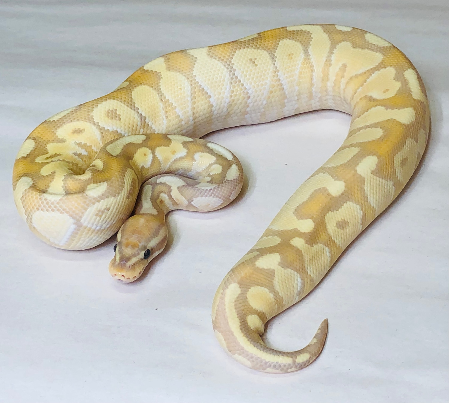Banana Butter Yellowbelly Ghost M3 Ball Python by SickPython - MorphMarket