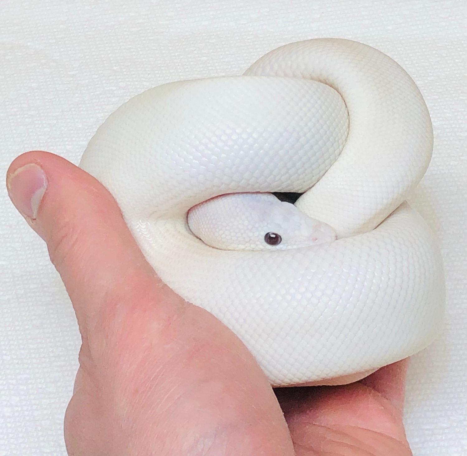 BEL Ghost Ball Python by SickPython - MorphMarket