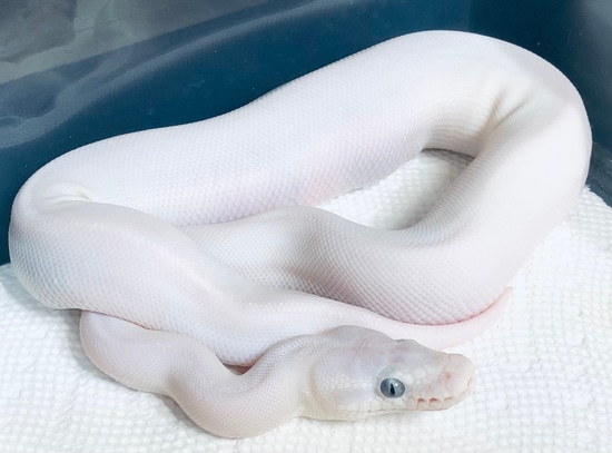 Super Mojave GHI Ball Python by SickPython