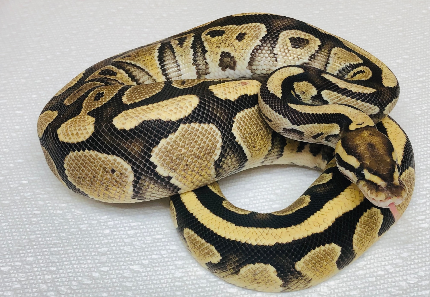 Fire Ball Python by SickPython - MorphMarket