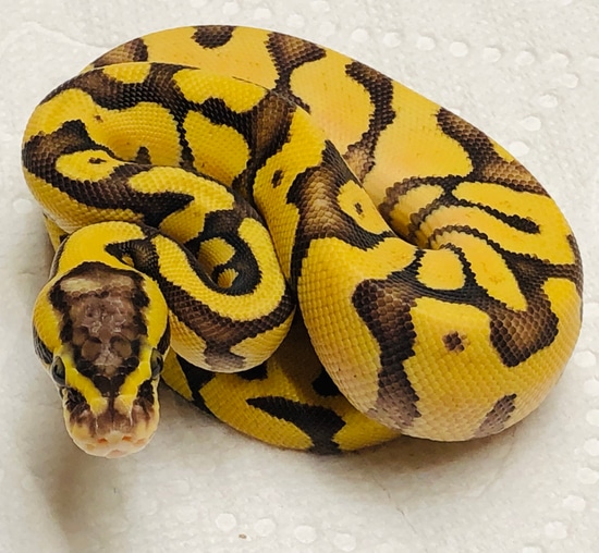 Pastel Enchi Fire Or Vanilla Ball Python by SickPython