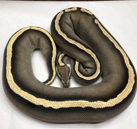 GHI Mojave Yellowbelly Or Specter Ball Python by SickPython