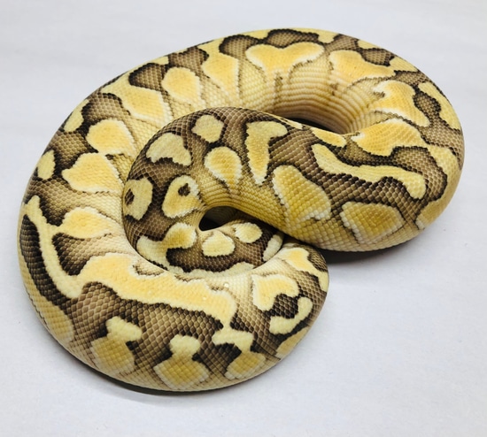 Pastel Butter DH Clown / Hypo Ball Python by SickPython