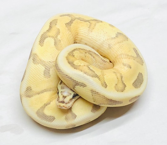 Vanilla Scream Enchi OD Spider Ball Python by SickPython