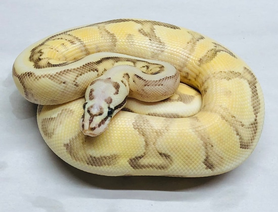 Vanilla Scream Enchi OD Spider Ball Python by SickPython