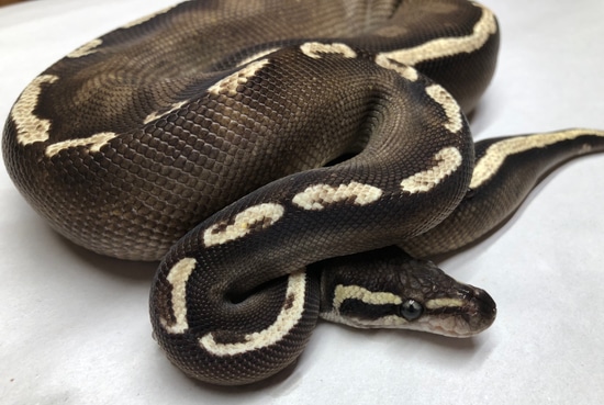 SUPER GHI Mojave YB Ball Python by SickPython