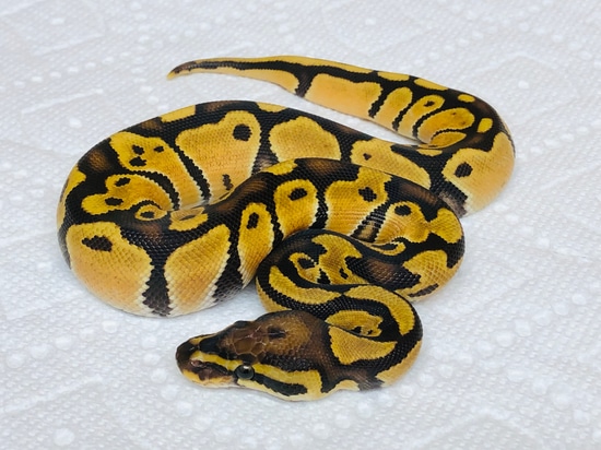 OD Vanilla Ball Python by SickPython