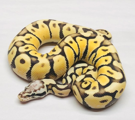 Pastel Enchi OD Spotnose Fire Or Vanilla Ball Python by SickPython