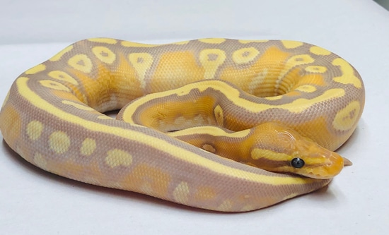 Banana YB Mojave Het Pied Ball Python by SickPython