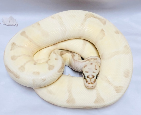Vanilla Scream Enchi OD Spotnose Spider Ball Python by SickPython