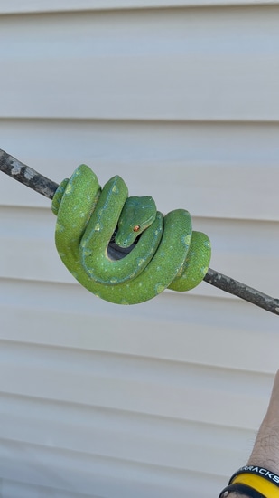 Male Yearling-Red Neo Green Tree Python by Gecko Barracks