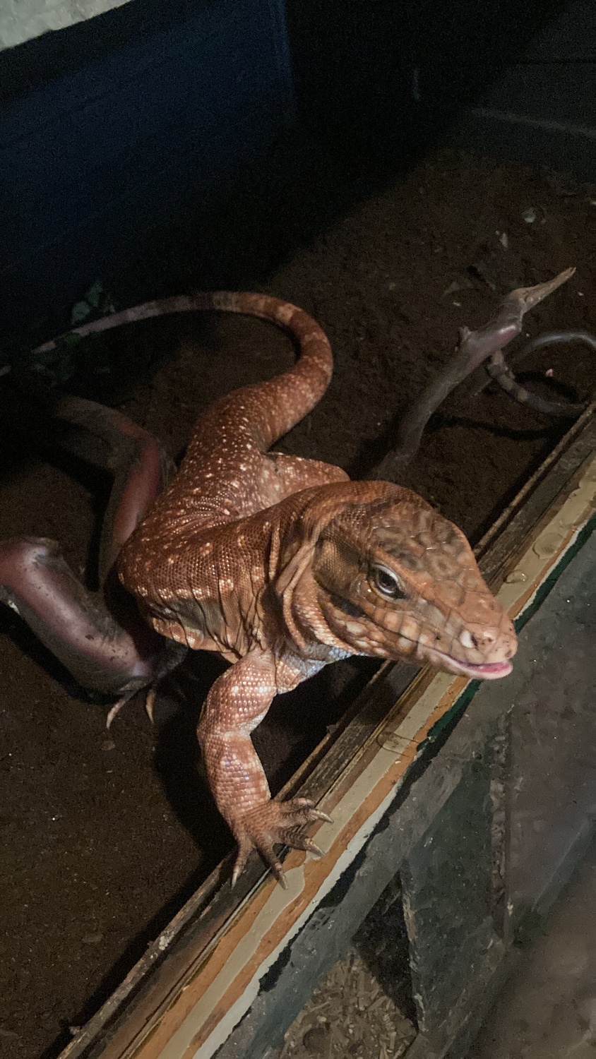 2020 Male Red Tegu Columbian Tegus by Sierra Reptile Depot - MorphMarket