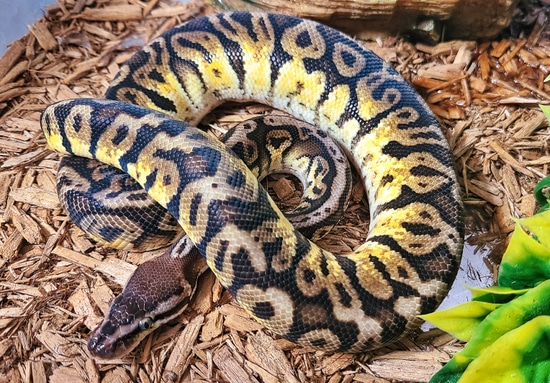 Inferno Ball Python by Sierra Scales Exotics