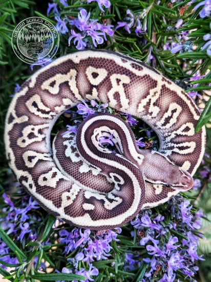 (280g) Pastel Leopard Lesser Yellowbelly Pos Het Clown (66%) Ball Python by Sierra Scales Exotics