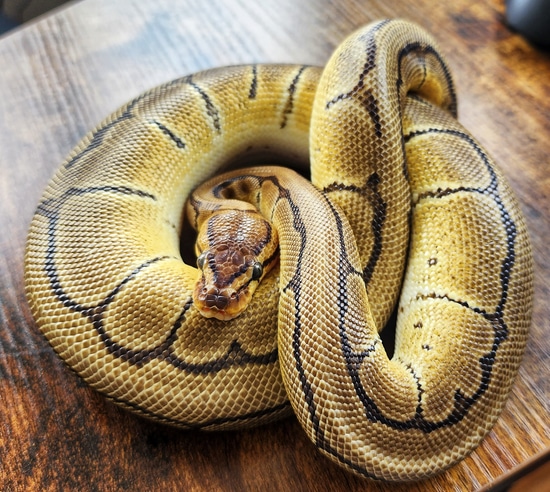 Orange Dream Pinstripe Ball Python by Sierra Scales Exotics