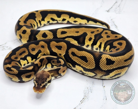 Pastel Leopard Pos Het Clown (66%) Ball Python by Sierra Scales Exotics
