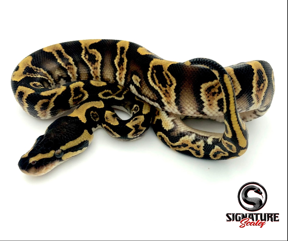 GHI Yellowbelly Het Clown 50% Het Piebald Ball Python by Signature ...