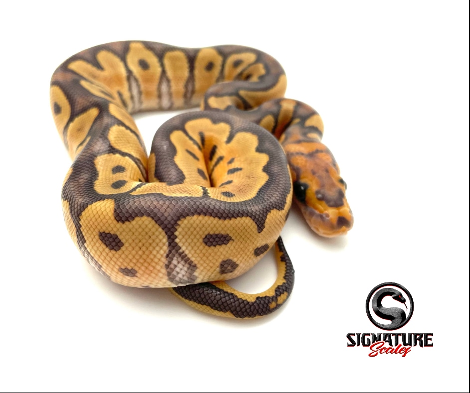 Hypo Clown Het Desert Ghost Ball Python by Signature Scales - MorphMarket