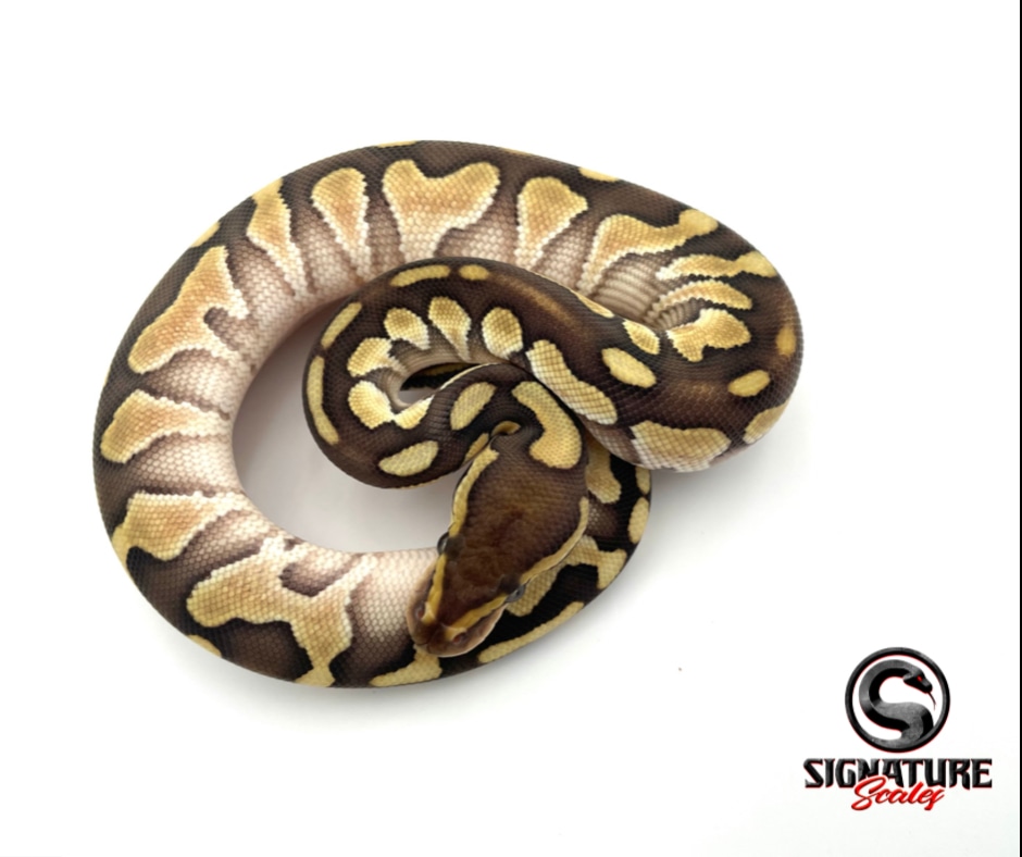 Chocolate Lesser 66% Het Clown Ball Python by Signature Scales ...