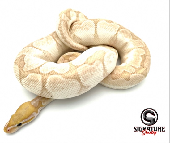 VPI Axanthic Banana Bamboo Ball Python by Signature Scales