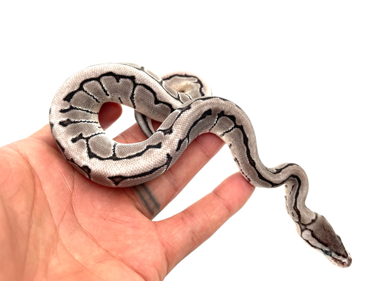 Orange Dream Pinstripe VPI Axanthic 50% Pos Het Clown Ball Python by ...