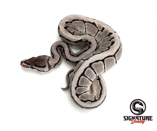 Orange Dream Pinstripe VPI Axanthic 50% Pos Het Clown Ball Python by ...