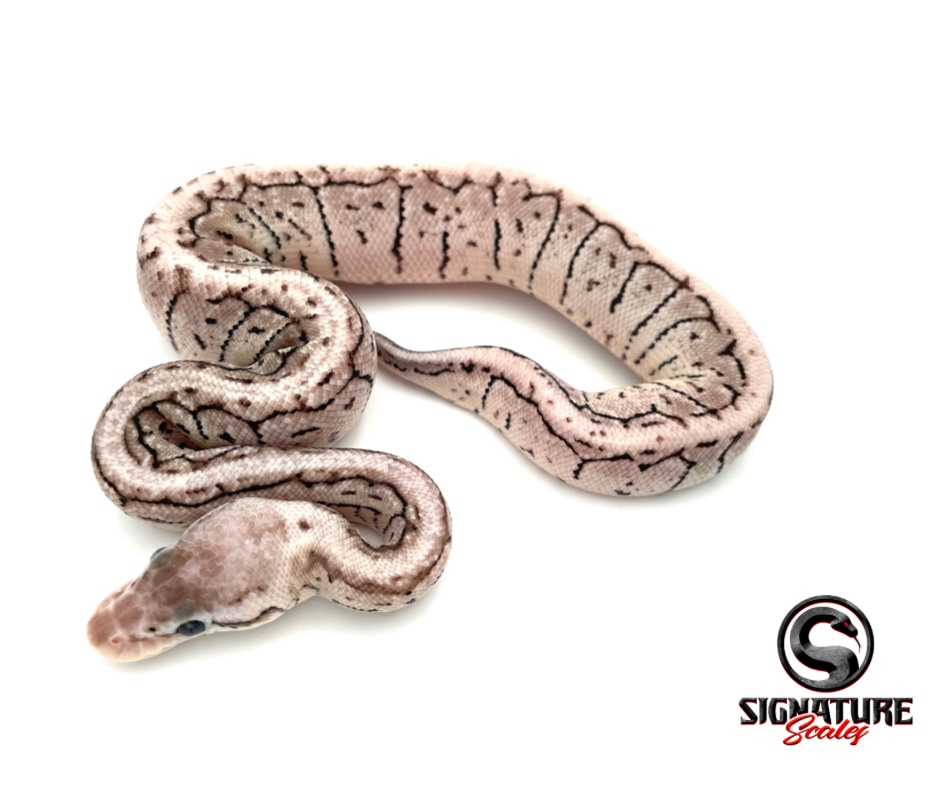Spotnose Pinstripe Pastel VPI Axanthic 50% Het Clown Ball Python by ...