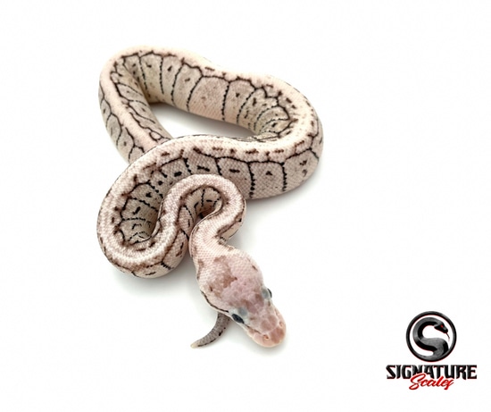 Spotnose Pinstripe Pastel Orange Dream VPI Axanthic 50% Het Clown Ball ...
