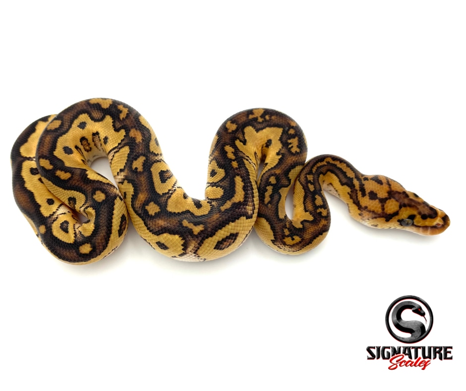 Russo Redstripe Clown Ball Python by Signature Scales - MorphMarket