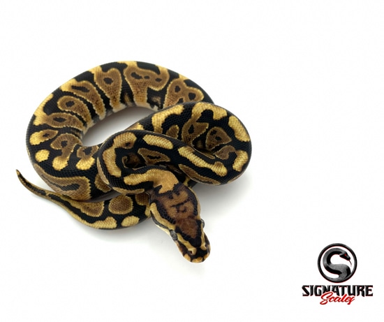 Spotnose Het VPI Axanthic Het Clown Ball Python by Signature Scales