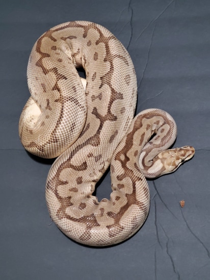 Leopard Pastel Mojave Spider Yellowbelly Ball Python by Danielle's Exotics